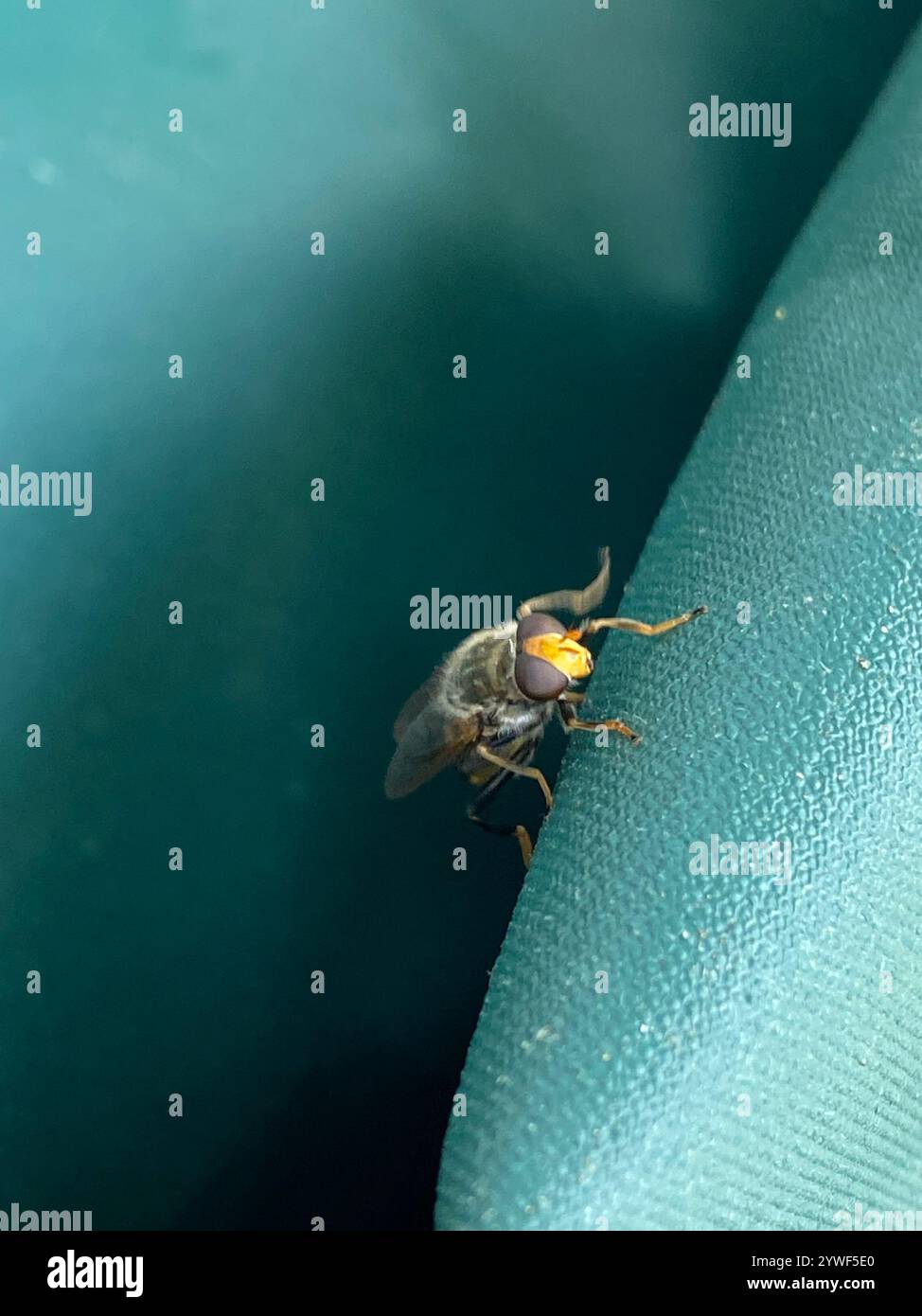 Orange-tailed Wood Fly (Blera analis Stock Photo - Alamy