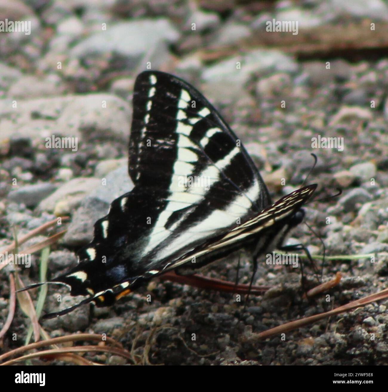 Pale Swallowtail (Papilio eurymedon Stock Photo - Alamy