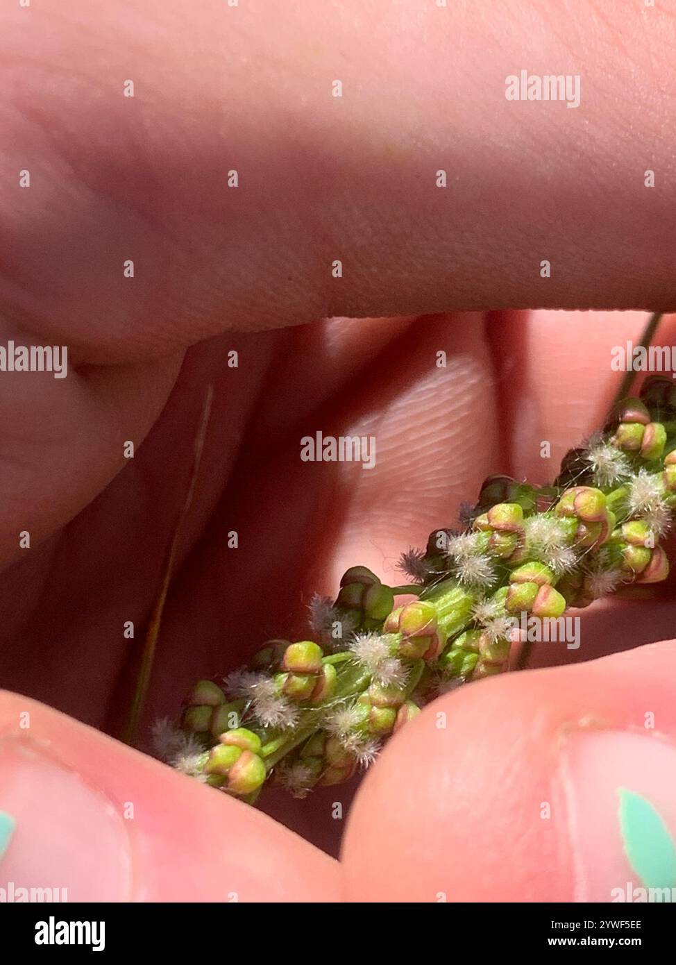 common arrowgrass (Triglochin maritima Stock Photo - Alamy