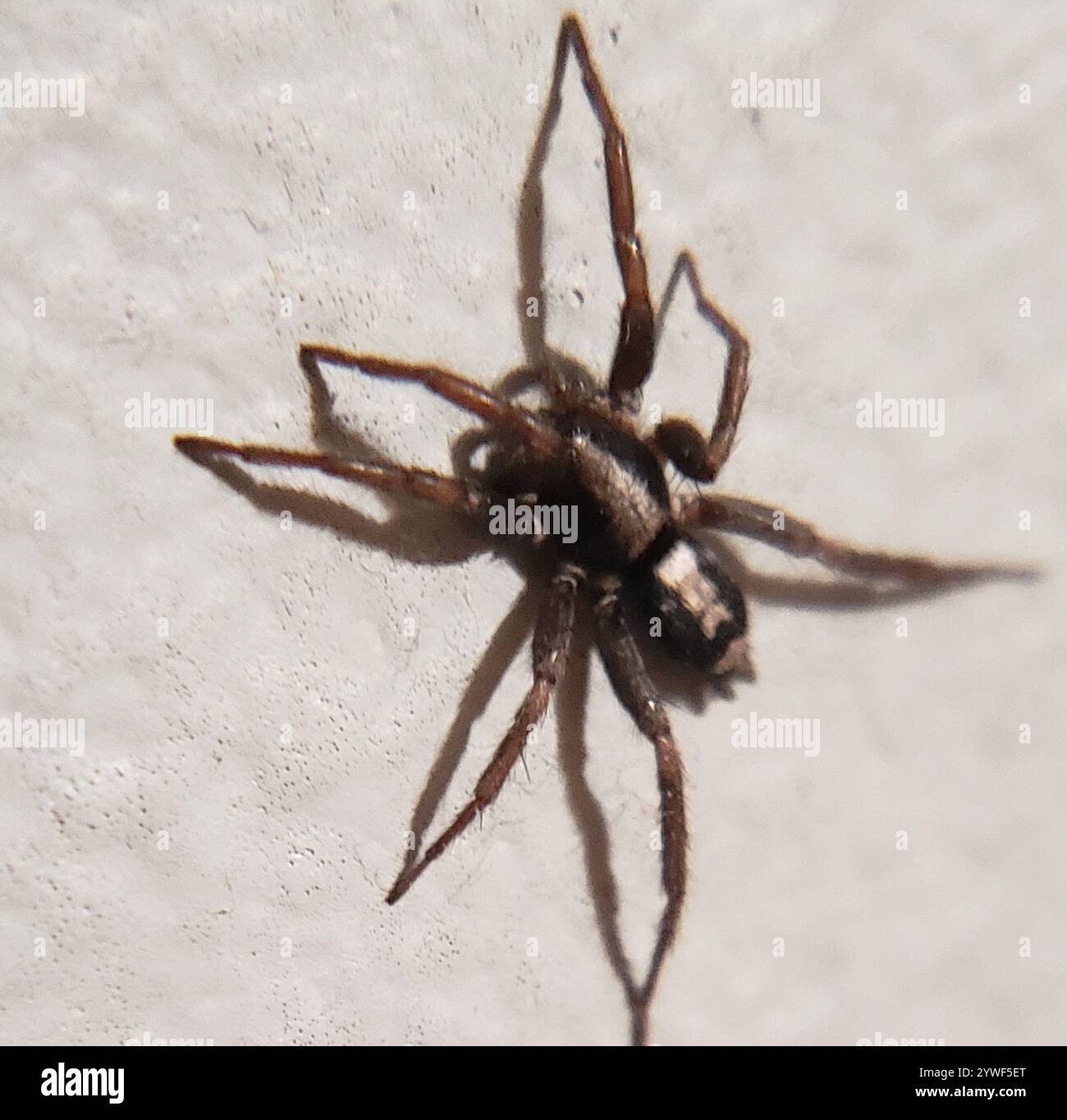Eastern Parson Spider (Herpyllus ecclesiasticus Stock Photo - Alamy