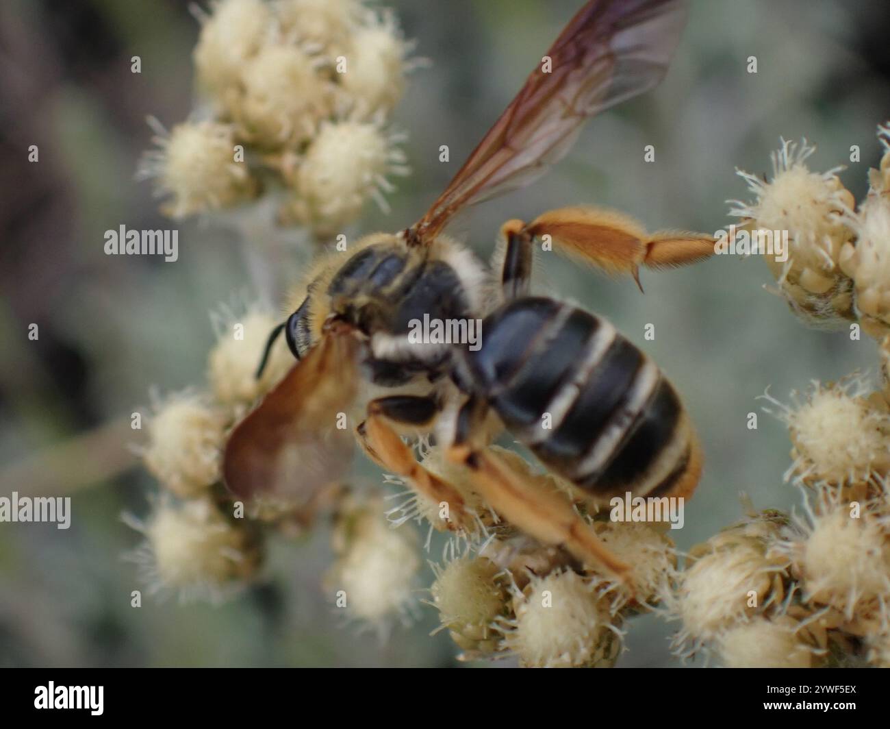 Prunus Miner Bee (Andrena prunorum Stock Photo - Alamy