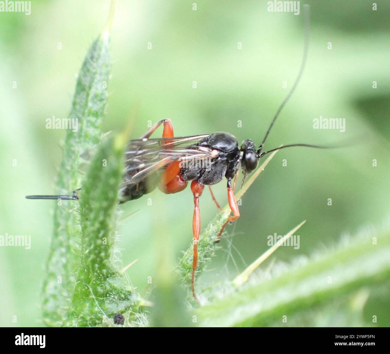 Ichneumonid Wasps (Ichneumonidae Stock Photo - Alamy