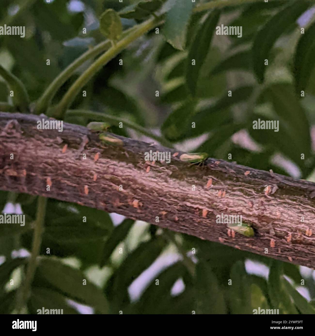 Macropsis hi-res stock photography and images - Alamy