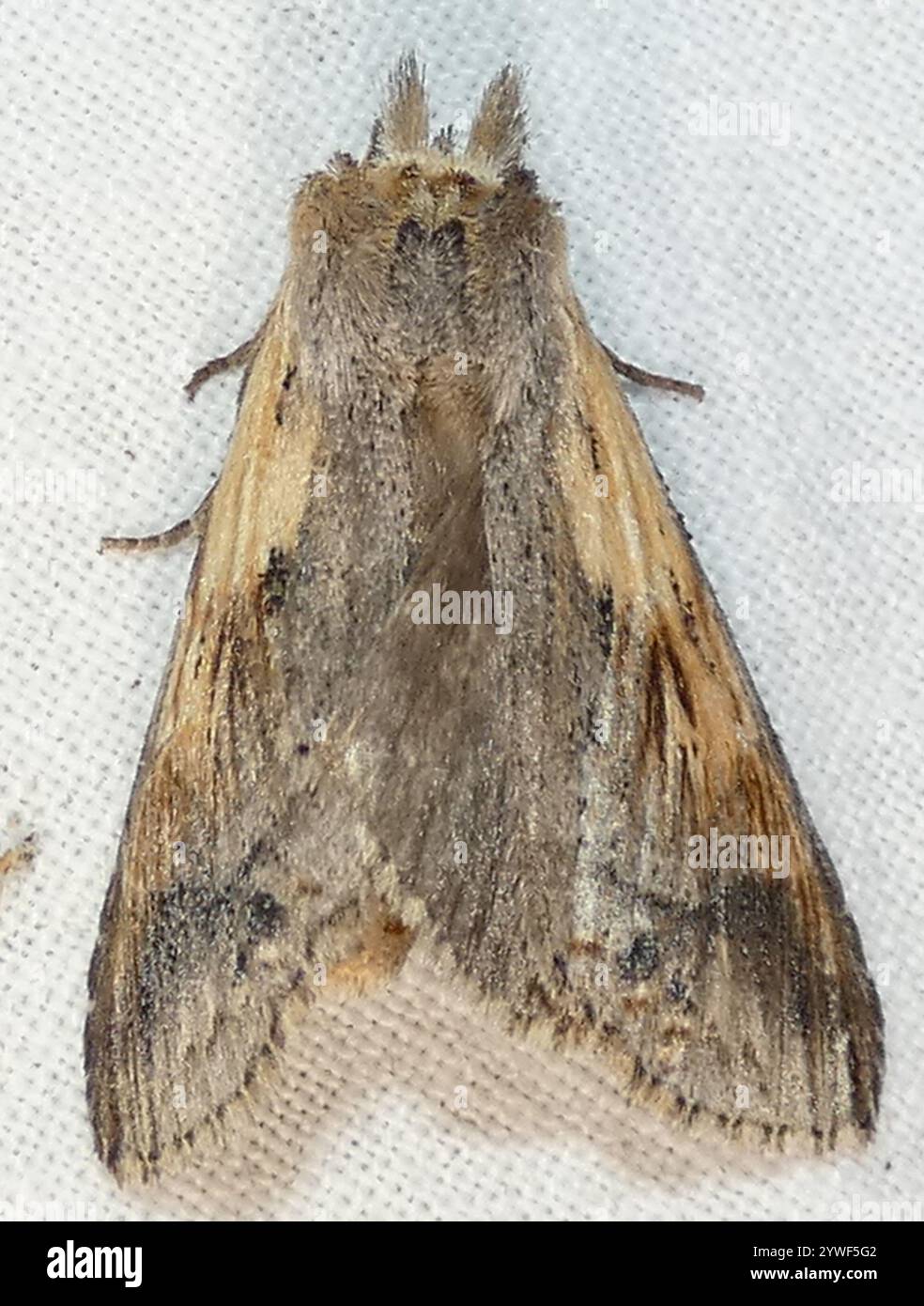 Black-spotted Prominent (Dasylophia anguina Stock Photo - Alamy