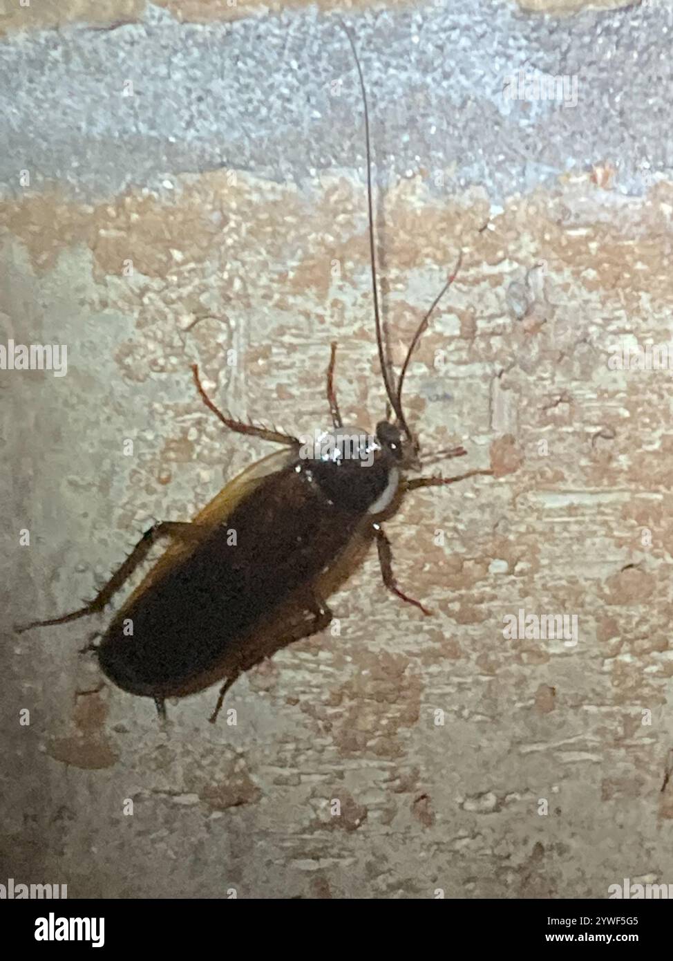 Pennsylvania Wood Cockroach (Parcoblatta pennsylvanica Stock Photo - Alamy