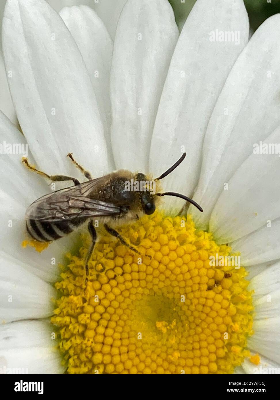 Cellophane Bees (Colletes Stock Photo - Alamy