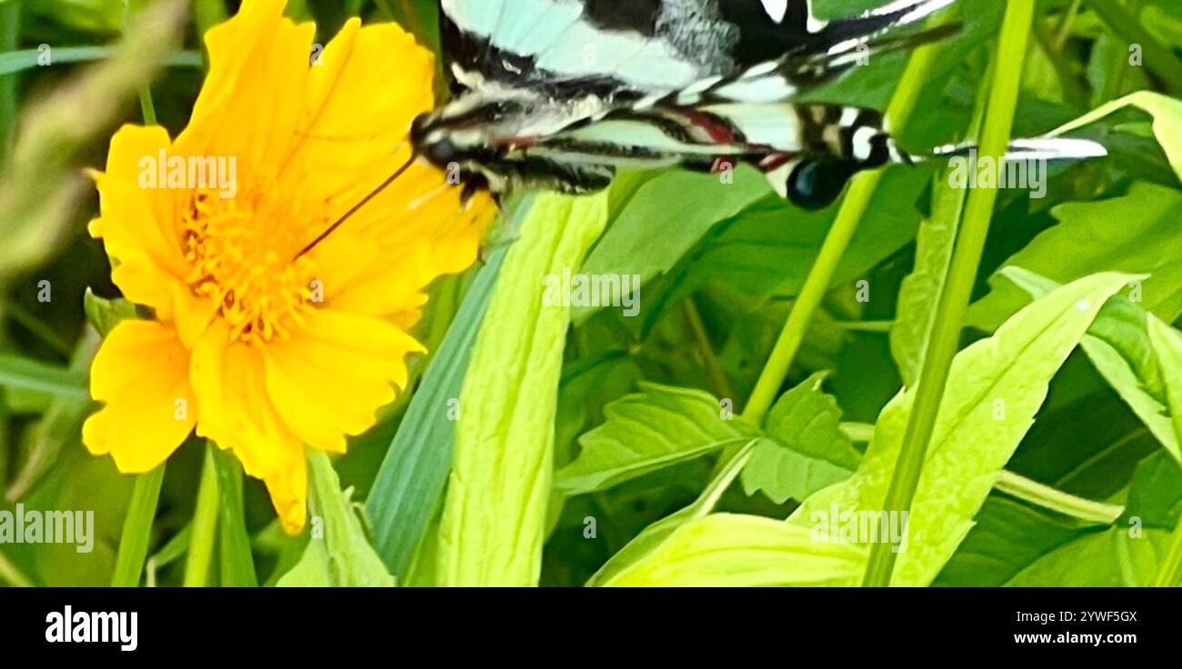 Zebra Swallowtail (Eurytides marcellus Stock Photo - Alamy