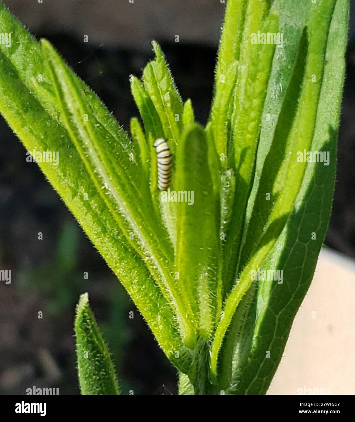 Monarch (Danaus plexippus Stock Photo - Alamy