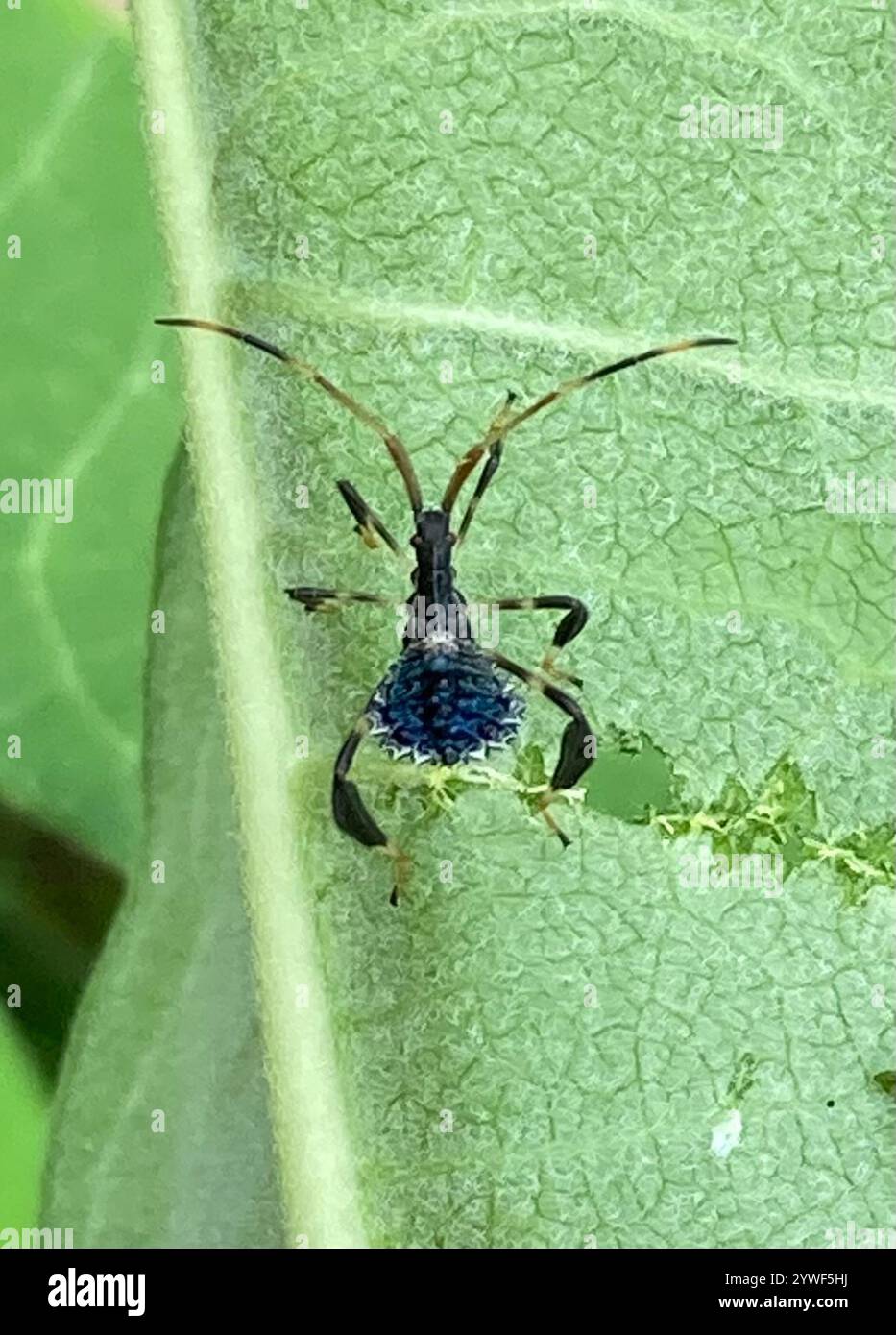 Spine-headed Bugs (Acanthocephala Stock Photo - Alamy