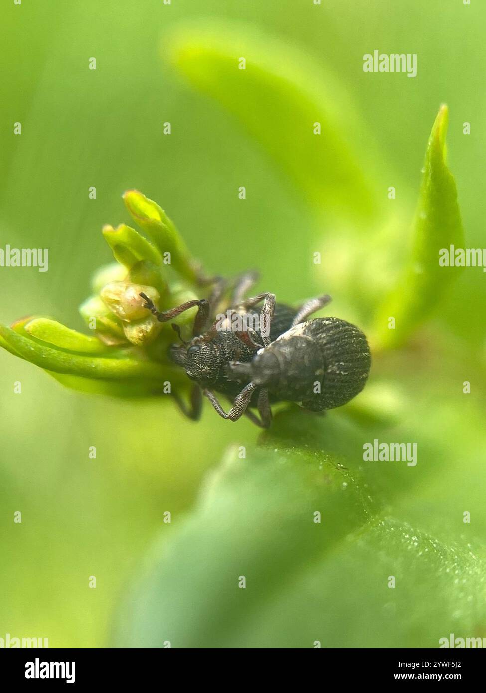 Rhinoncus hi-res stock photography and images - Alamy