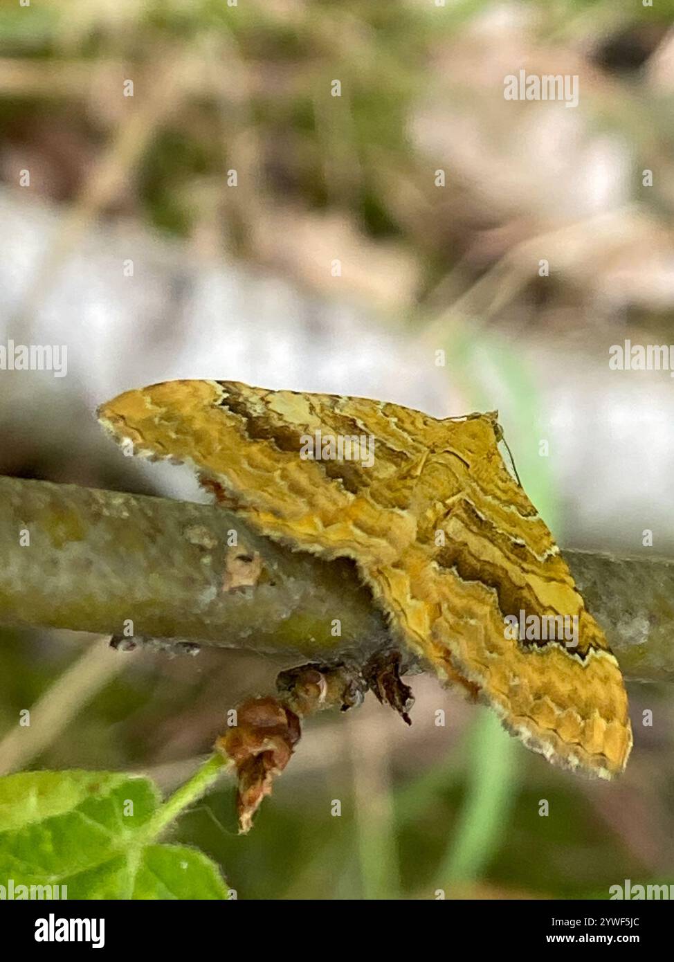Yellow Shell Moth (Camptogramma bilineata Stock Photo - Alamy