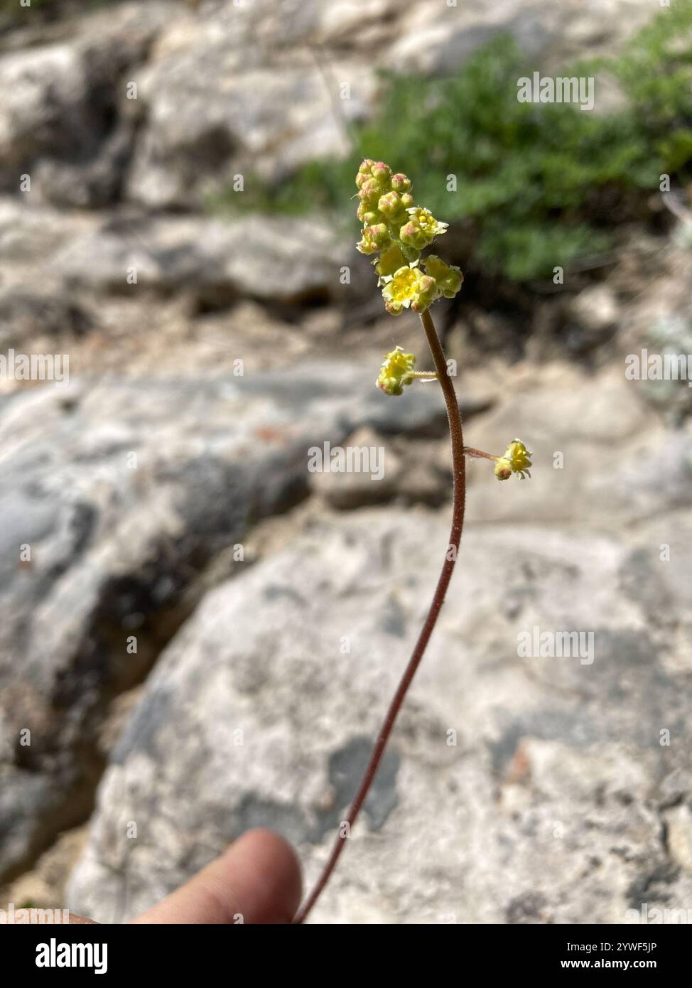 littleleaf alumroot (Heuchera parvifolia Stock Photo - Alamy