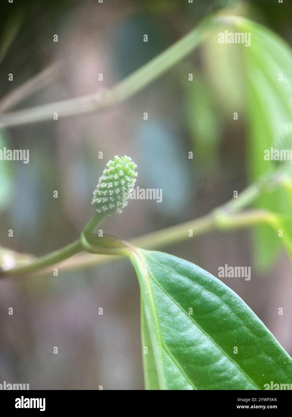 pepper plants (Piper Stock Photo - Alamy