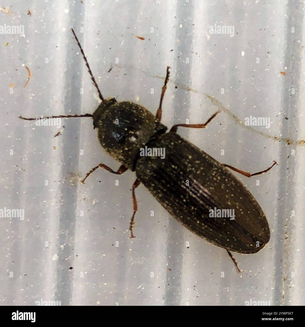 Click Beetles (Elateridae Stock Photo - Alamy