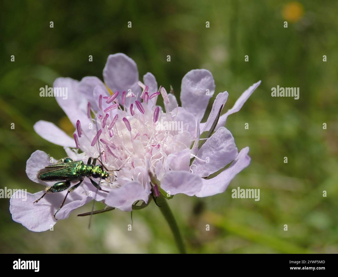 Small Scabious (Scabiosa columbaria Stock Photo - Alamy