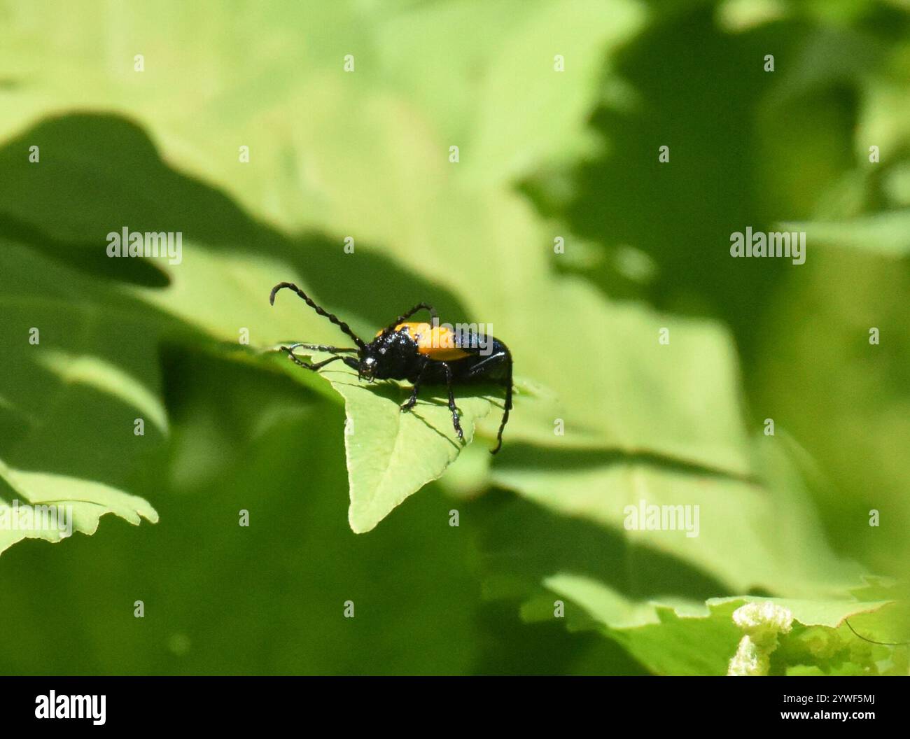 Eastern Elderberry Borer (Desmocerus palliatus Stock Photo - Alamy