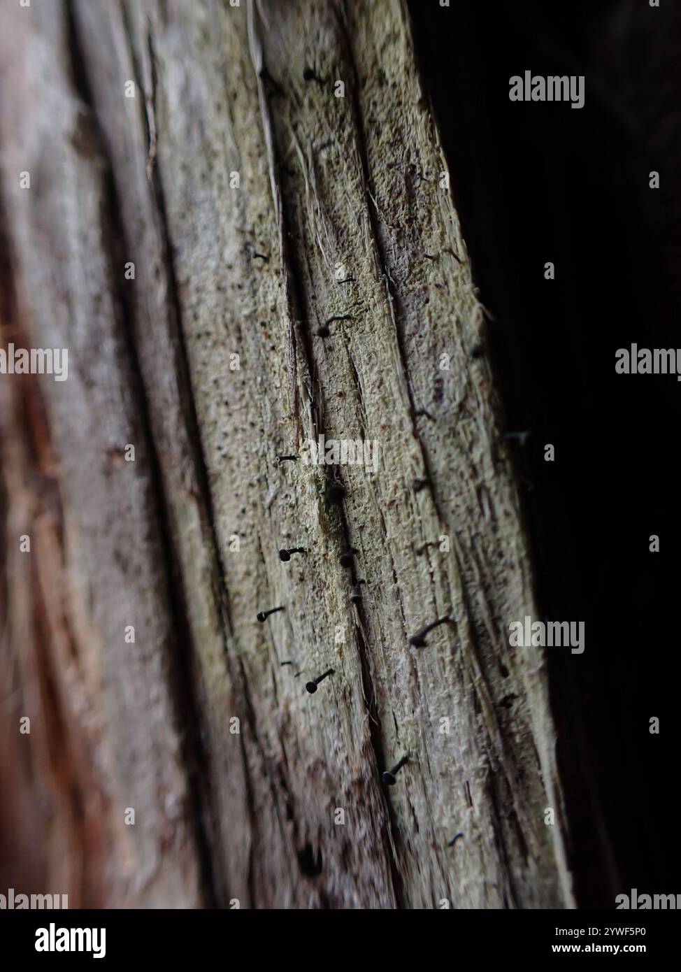 Green Stubble Lichen (Calicium viride Stock Photo - Alamy