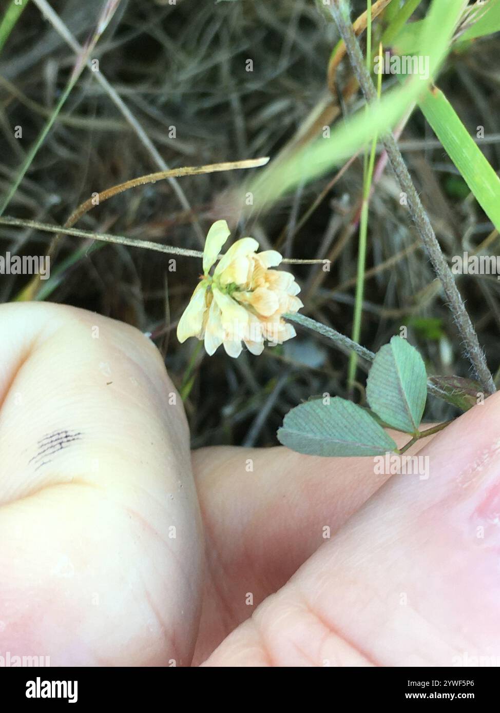 hop trefoil (Trifolium campestre Stock Photo - Alamy