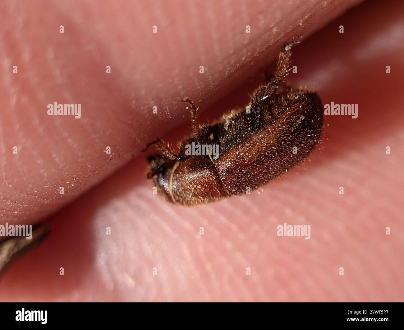 Red Turpentine Beetle (Dendroctonus valens Stock Photo - Alamy