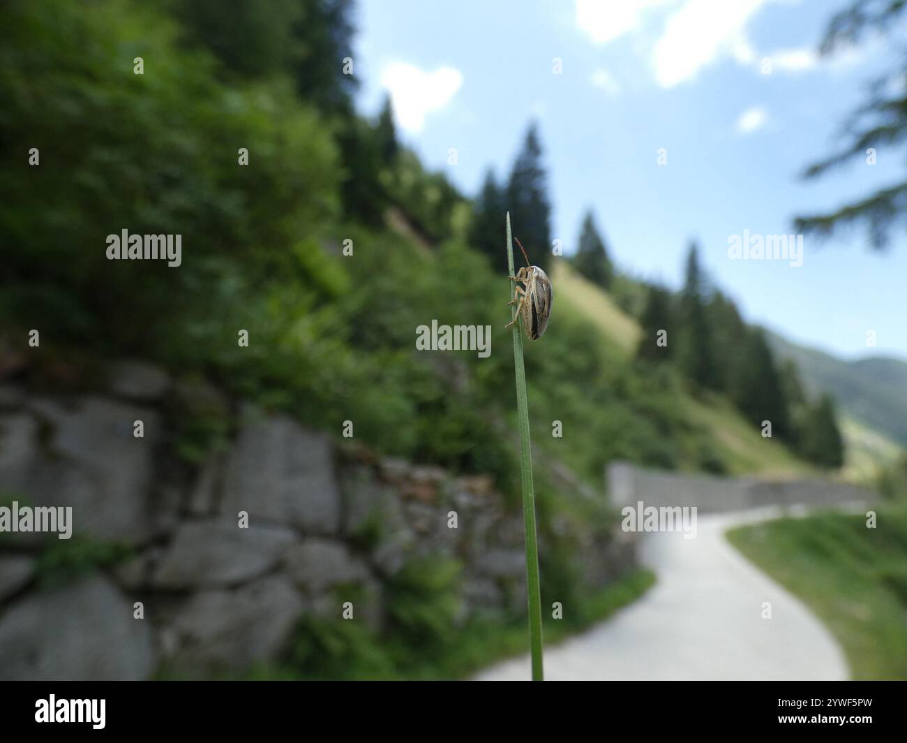 Bishop's Mitre Shield Bug (Aelia acuminata Stock Photo - Alamy