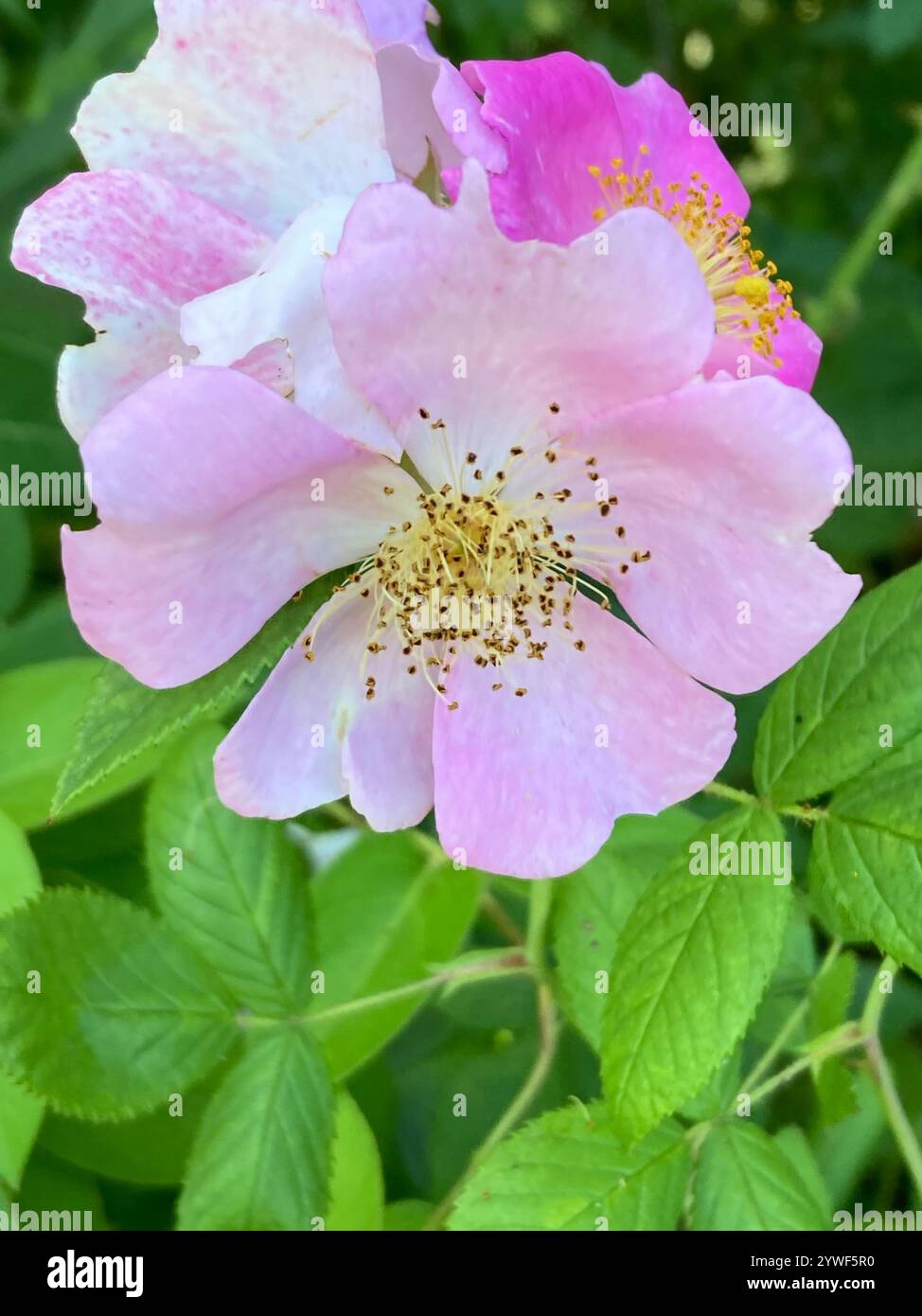 climbing prairie rose (Rosa setigera Stock Photo - Alamy