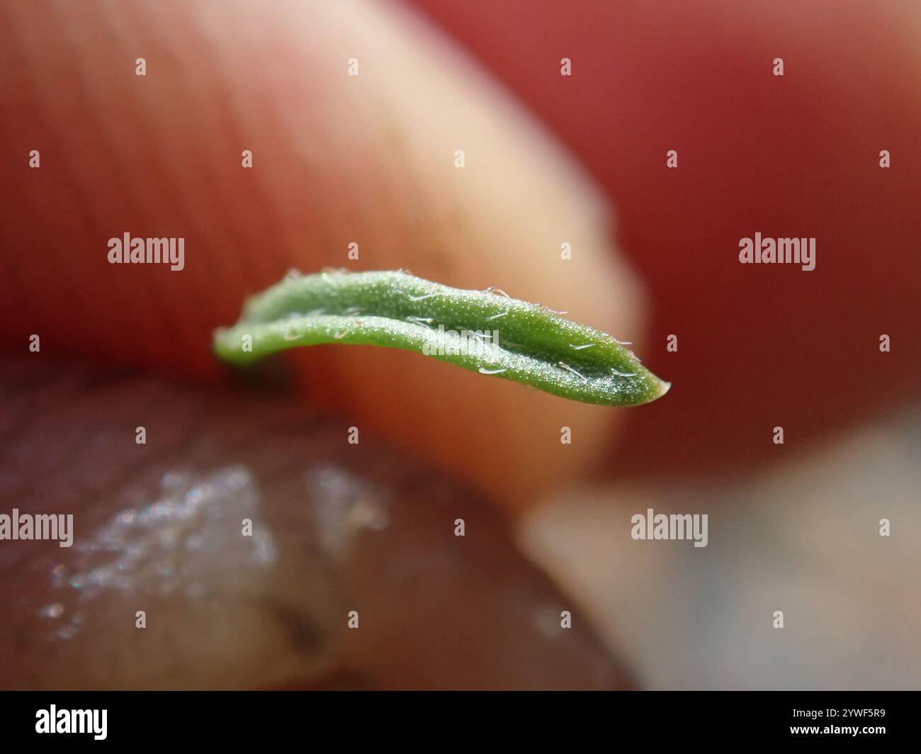 california rayless daisy (Erigeron reductus reductus Stock Photo - Alamy