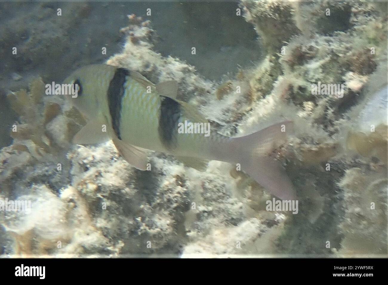 Doublebar goatfish hi-res stock photography and images - Alamy