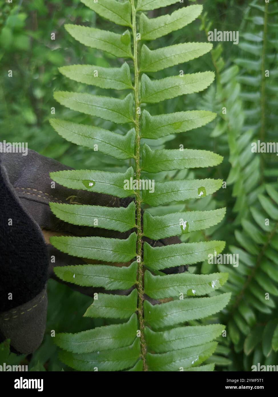 Christmas fern (Polystichum acrostichoides Stock Photo - Alamy