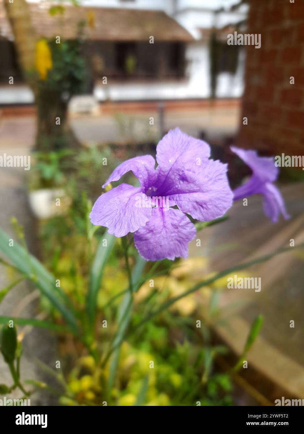 Mexican ruellia (Ruellia simplex Stock Photo - Alamy