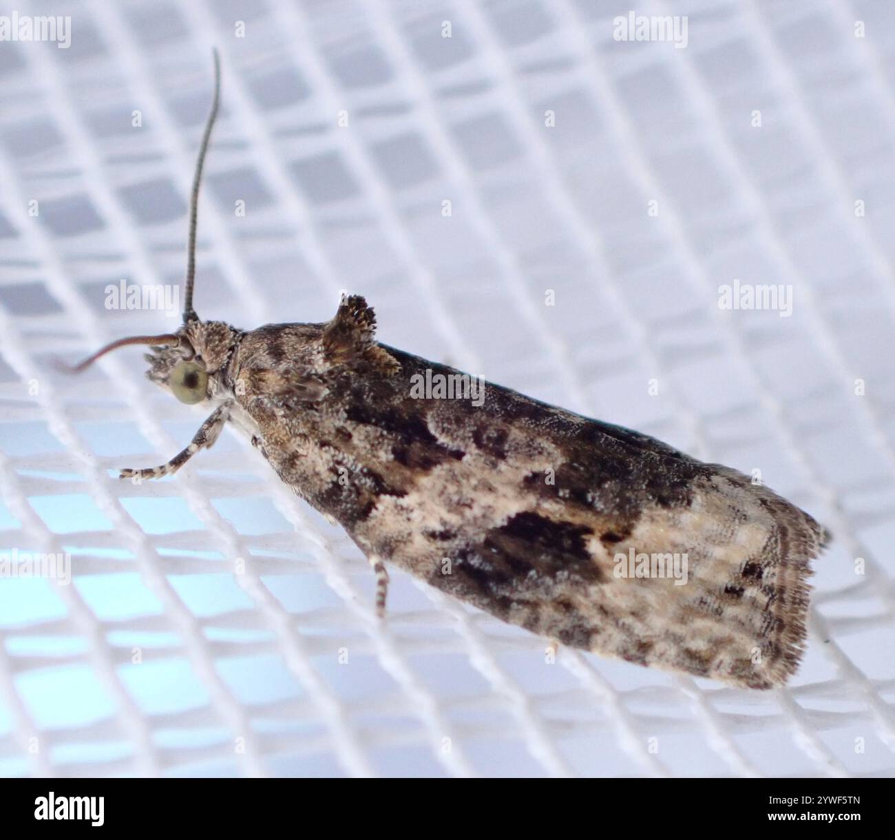 Willow Marble (Apotomis lineana Stock Photo - Alamy