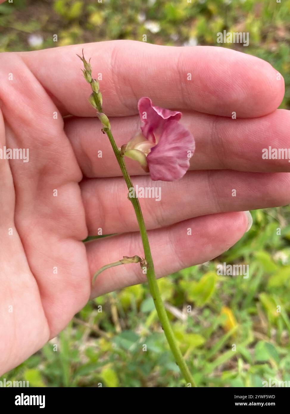 Phasey Bean (Macroptilium lathyroides Stock Photo - Alamy