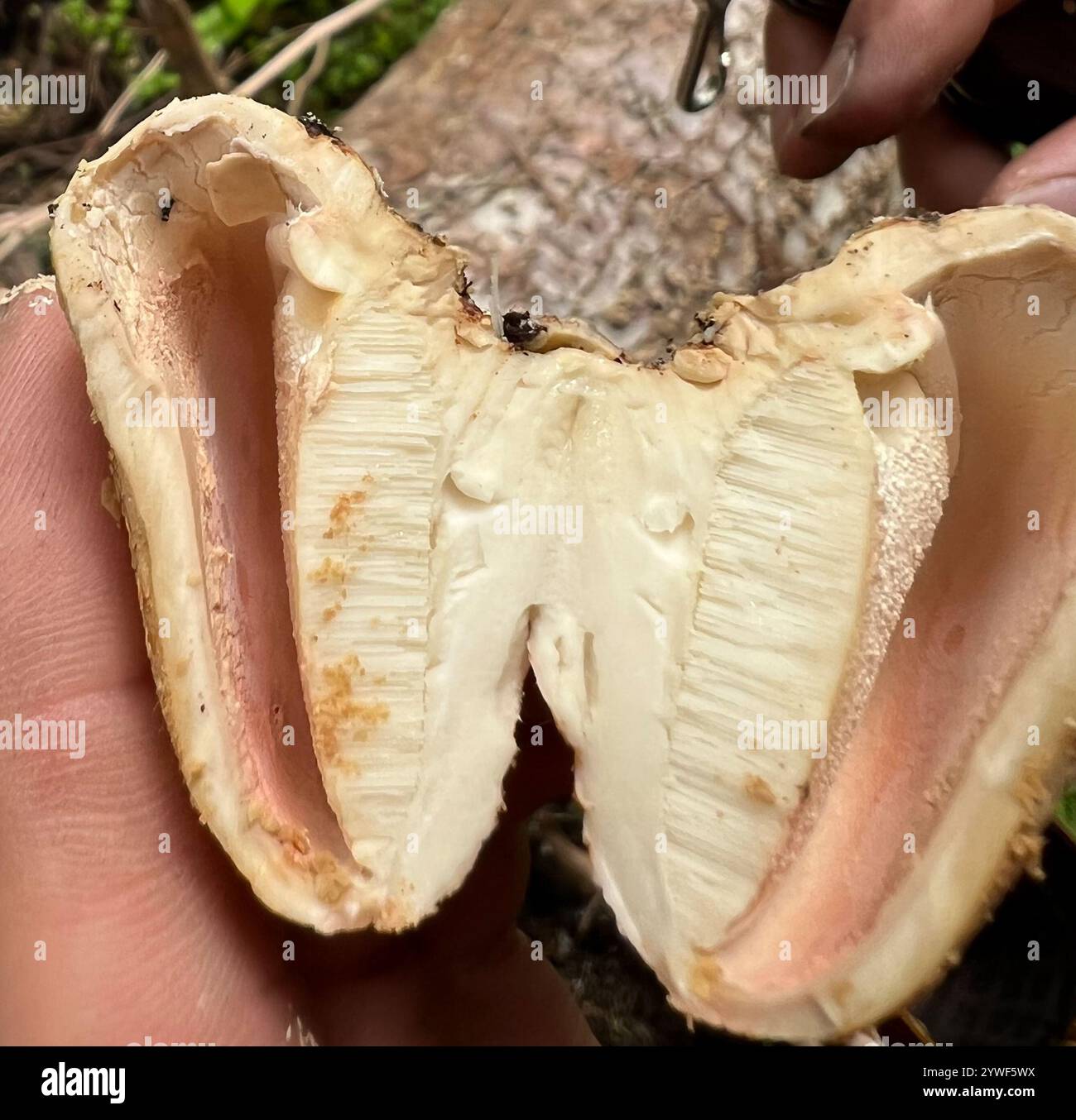 Veiled Polypore (Cryptoporus volvatus Stock Photo - Alamy