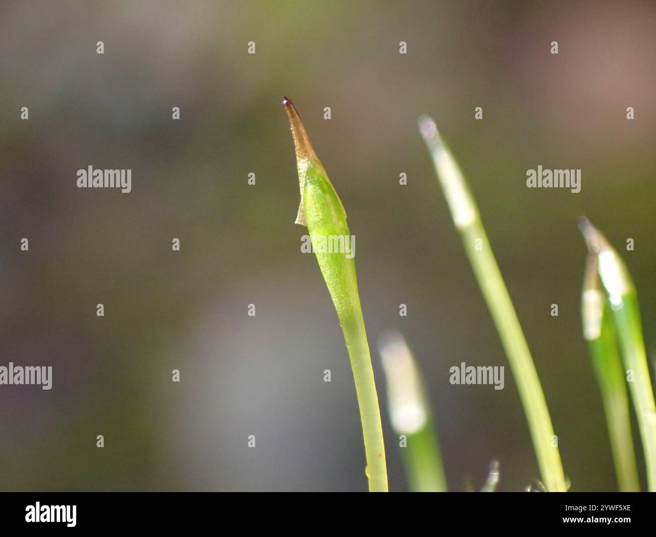 Tetraplodon mnioides hi-res stock photography and images - Alamy