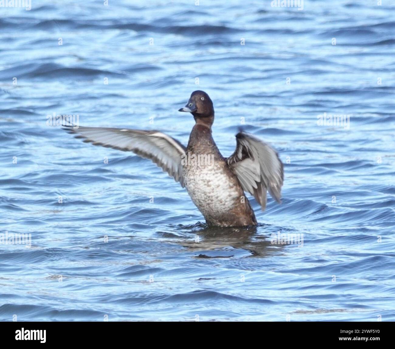 Hardhead (Aythya australis Stock Photo - Alamy