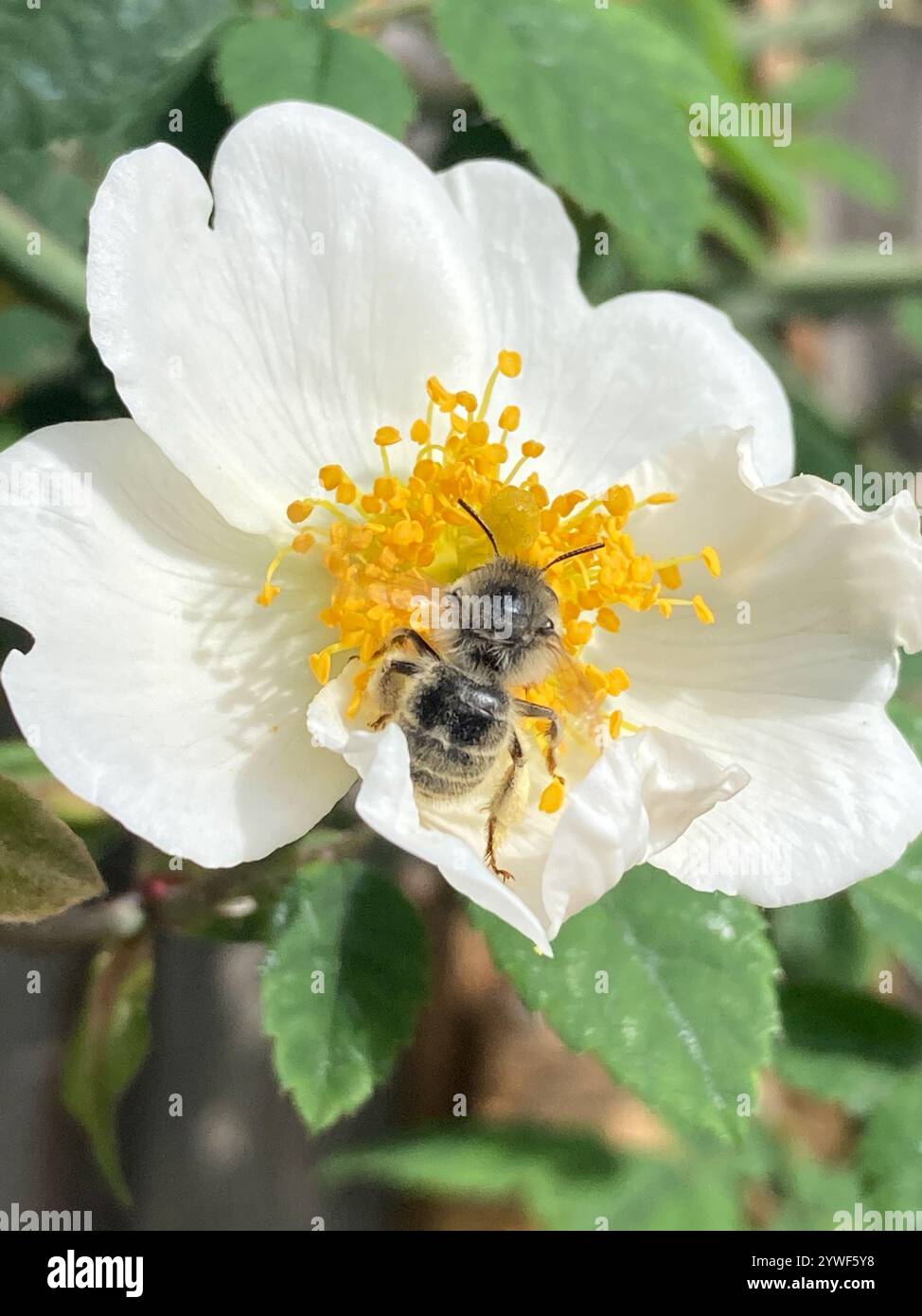 Four-banded Flower Bee (Anthophora quadrimaculata Stock Photo - Alamy