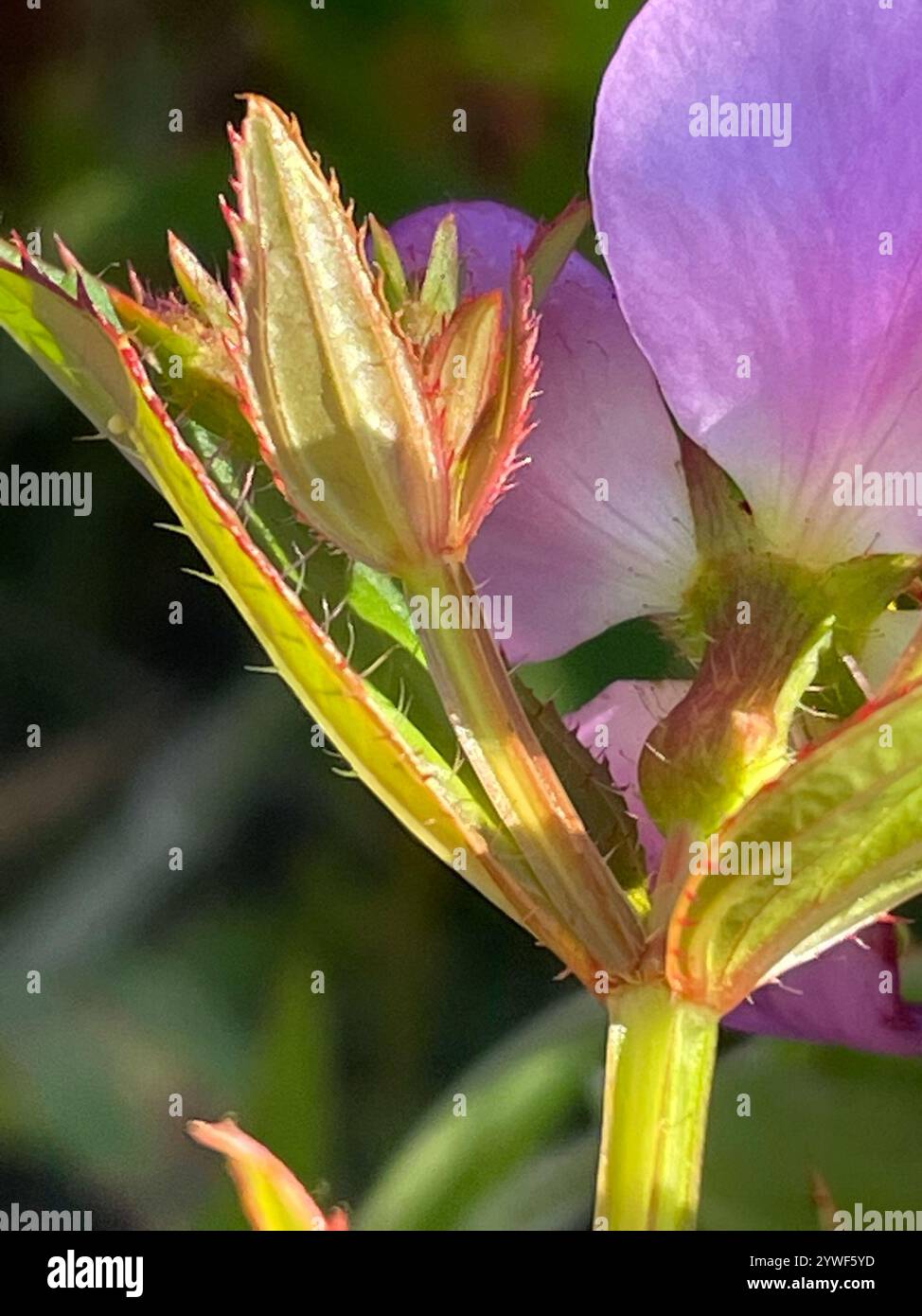 Maid Marian (Rhexia nashii Stock Photo - Alamy