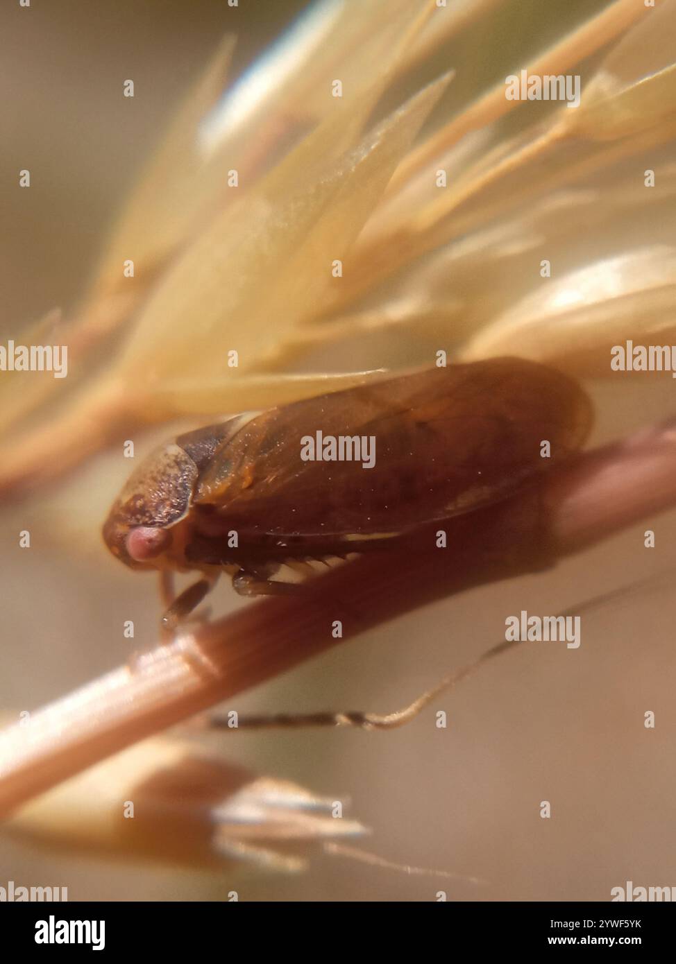 oak leafhopper (Iassus lanio Stock Photo - Alamy