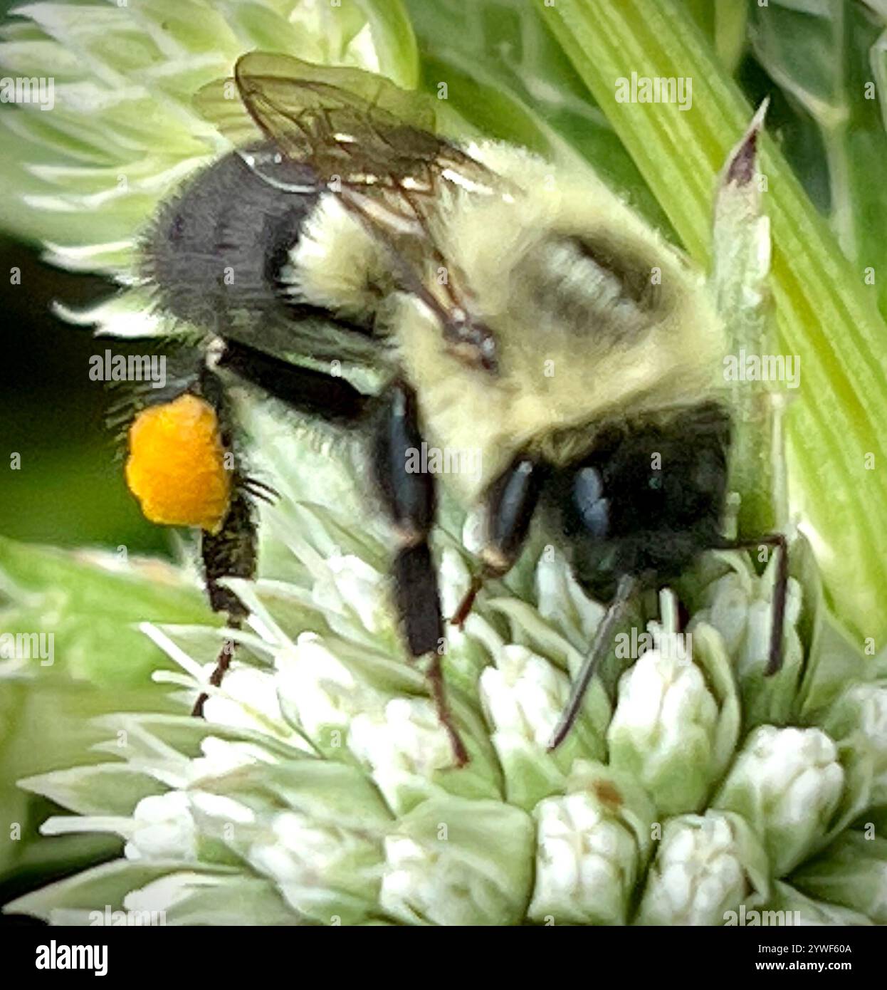 Common Eastern Bumble Bee (Bombus impatiens Stock Photo - Alamy
