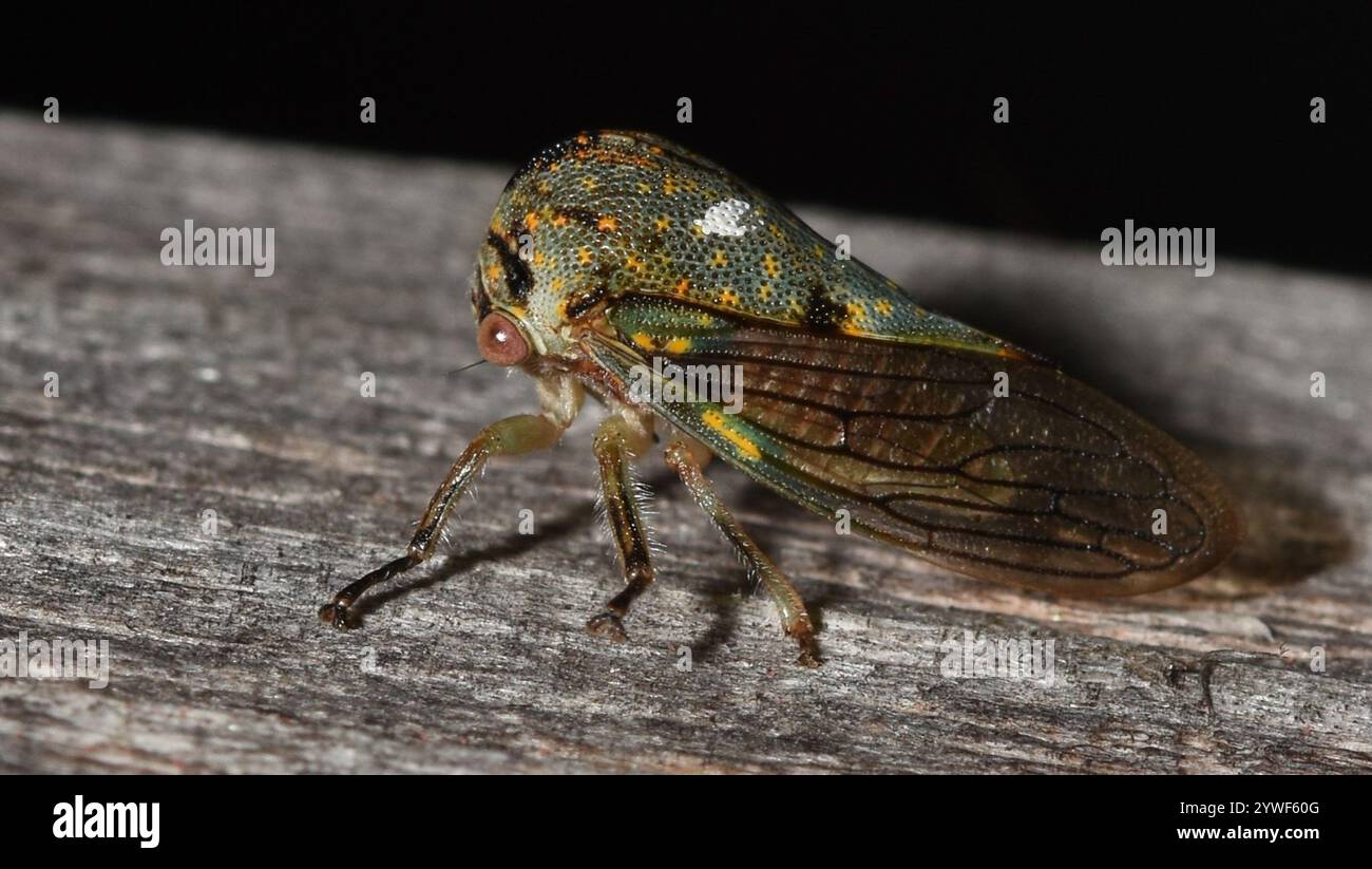 Oak Treehopper (Platycotis vittata Stock Photo - Alamy