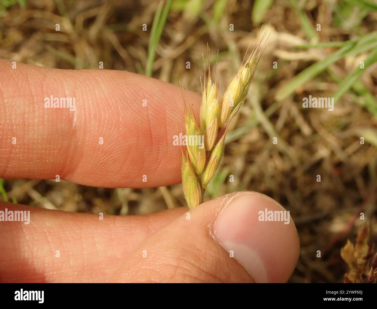 common soft brome (Bromus hordeaceus Stock Photo - Alamy
