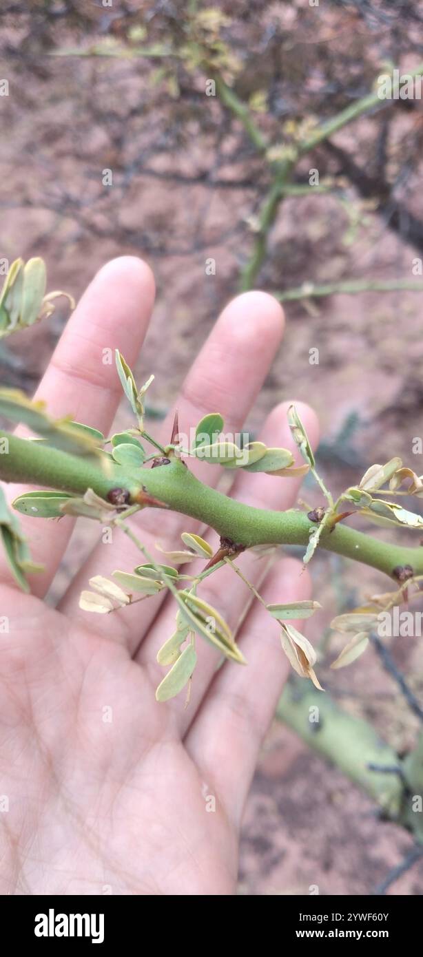 palo brea (Parkinsonia praecox Stock Photo - Alamy