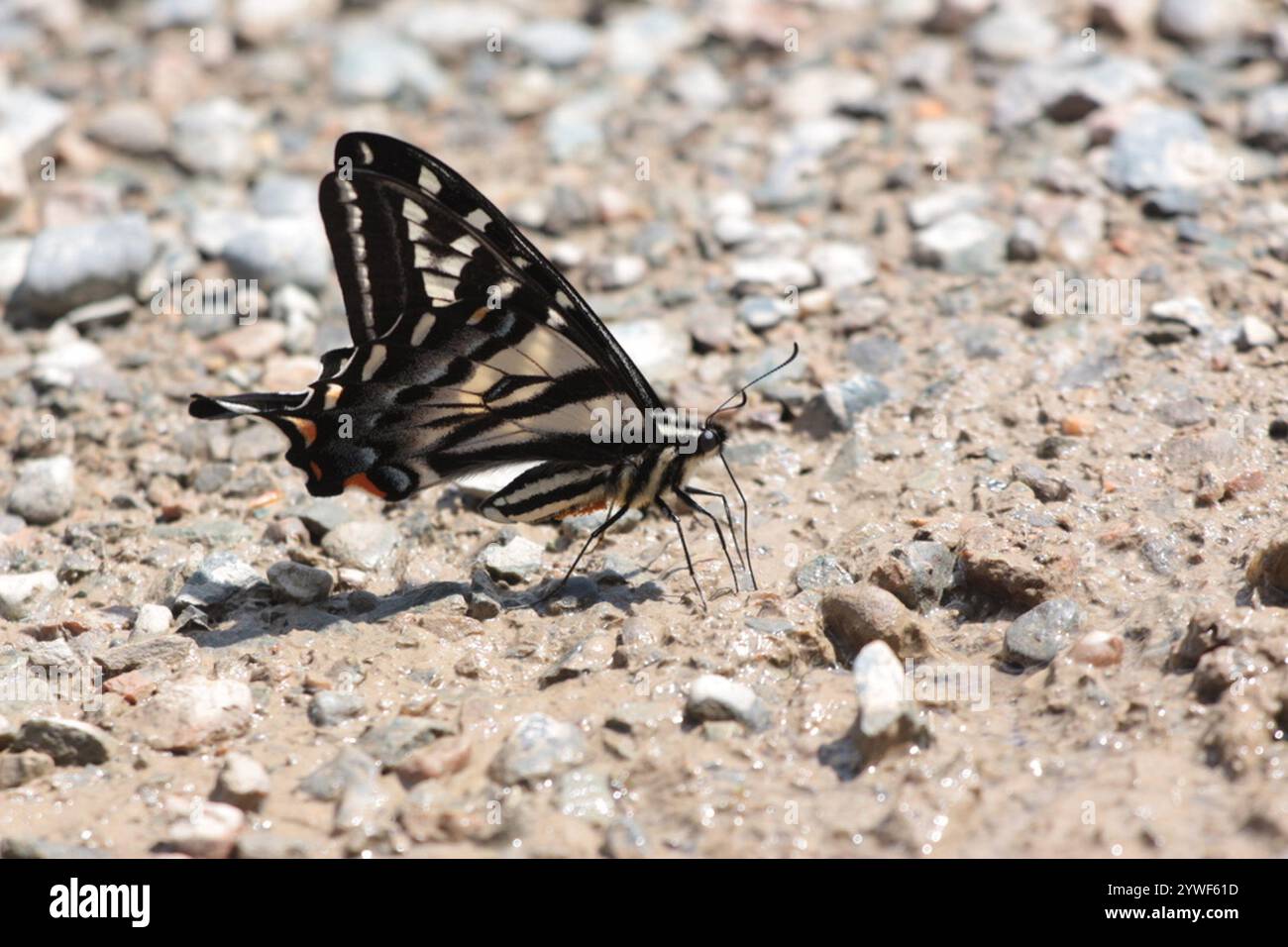 Pale Swallowtail (Papilio eurymedon Stock Photo - Alamy