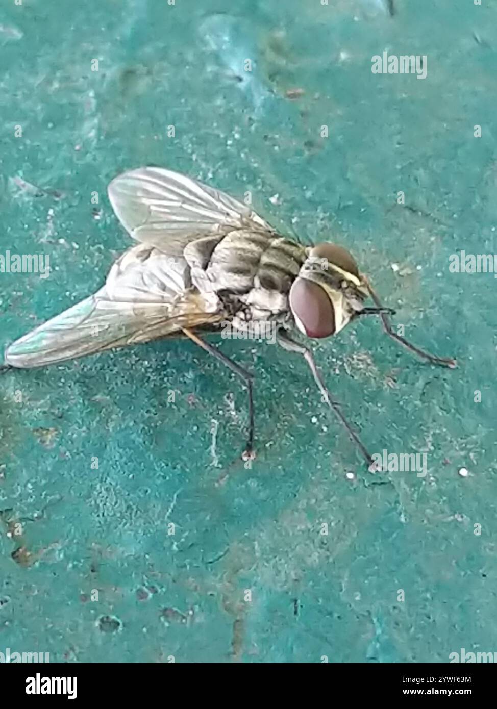 Stable Fly (Stomoxys calcitrans Stock Photo - Alamy