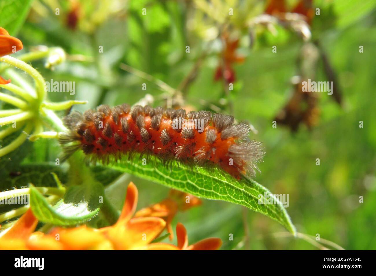 Unexpected Cycnia Moth (Cycnia collaris Stock Photo - Alamy