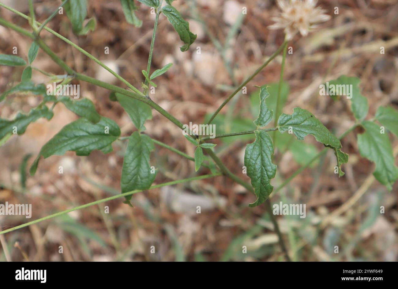 arabian pea (Bituminaria bituminosa Stock Photo - Alamy