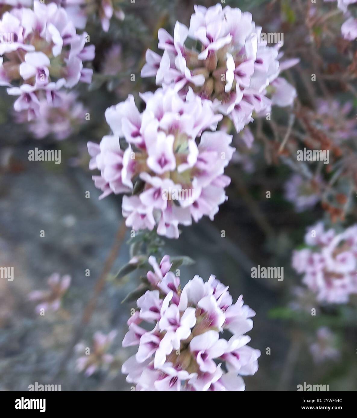 Ericoid Amphithalea (Amphithalea ericifolia Stock Photo - Alamy