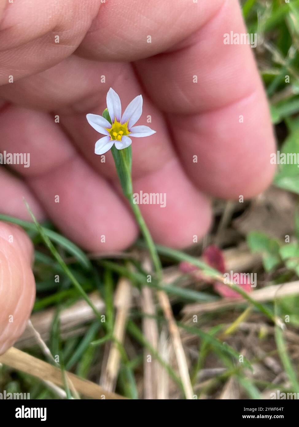 Blue Pigroot (Sisyrinchium micranthum Stock Photo - Alamy