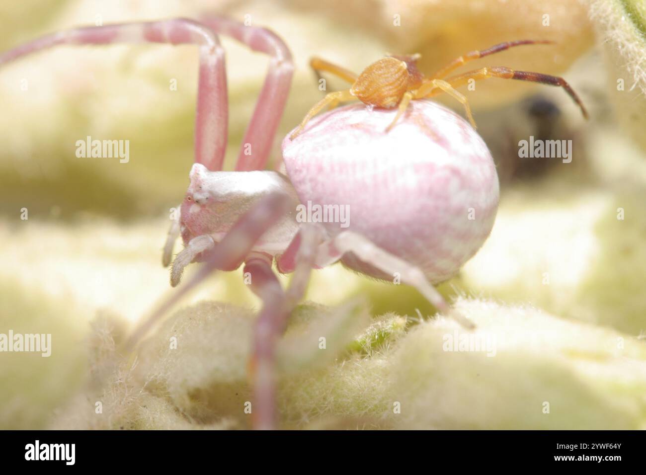 Pink Crab Spider (Thomisus onustus Stock Photo - Alamy