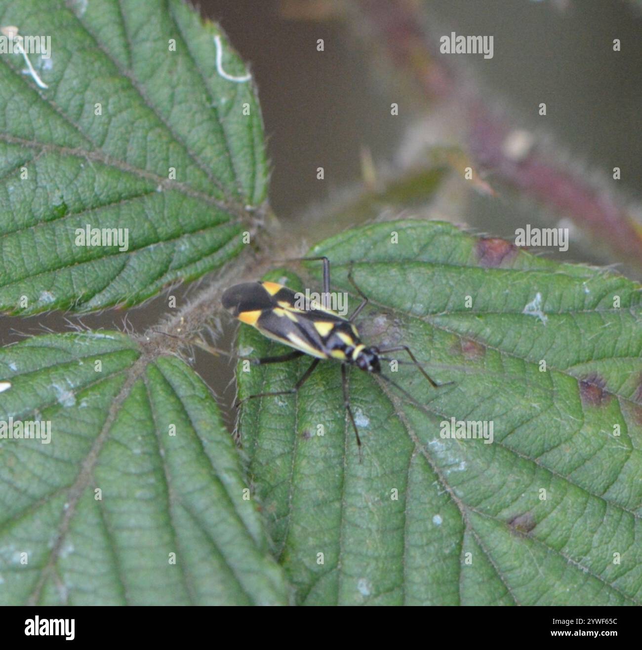 orange-spotted plant bug (Grypocoris stysi Stock Photo - Alamy