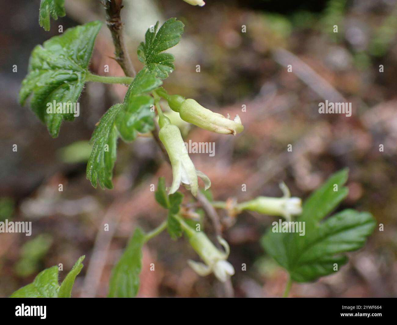Canadian gooseberry (Ribes oxyacanthoides Stock Photo - Alamy